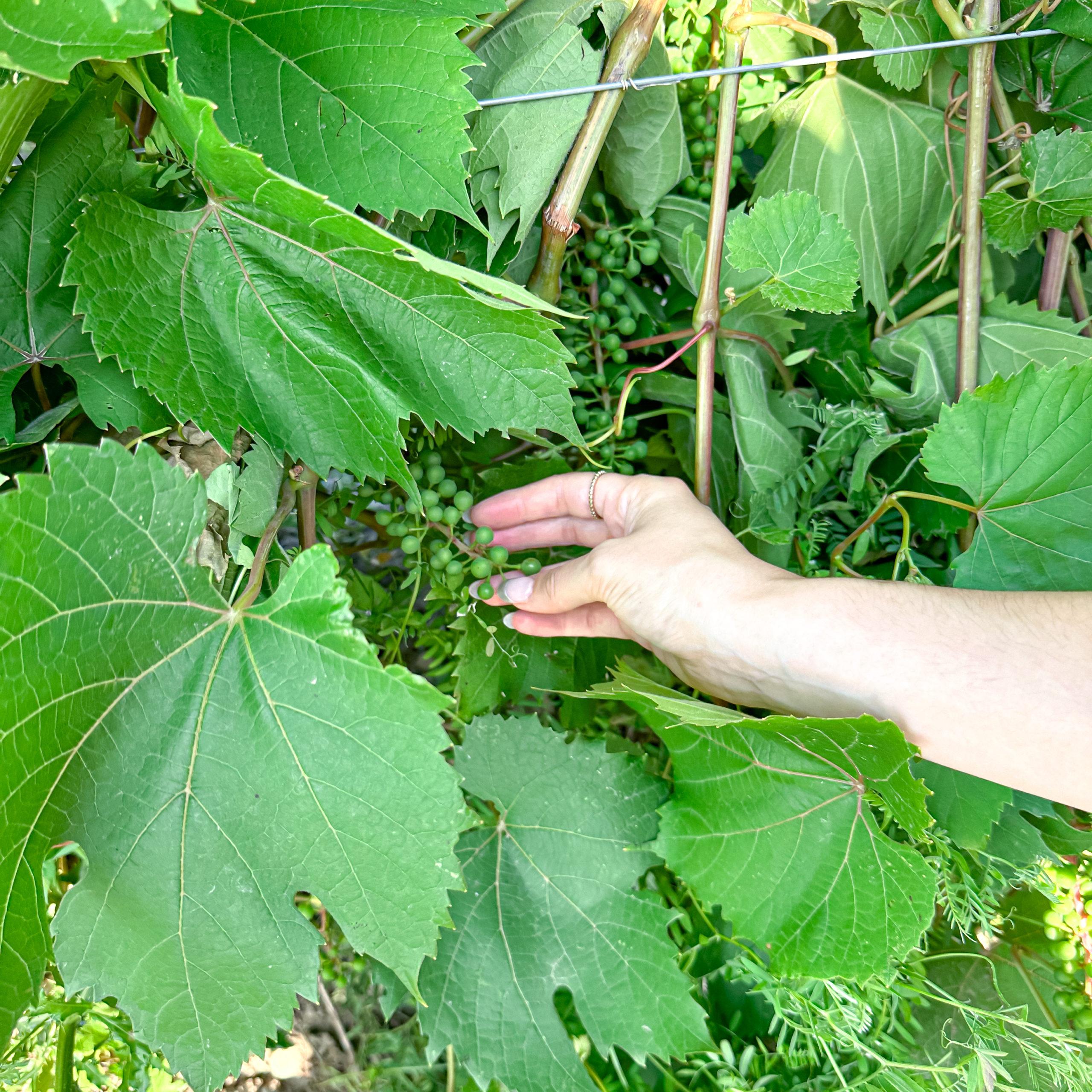 The Perfect Blend: Sandbanks Winery & Drake Devonshire Unite to ...